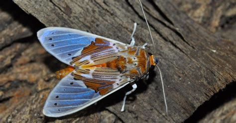 Idalus 276966 Biofaces Bring Nature Closer