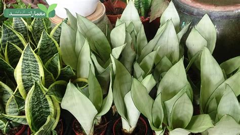 سانسوریا مهتابی نکات کامل پرورش و مبارزه با آفات آن معمارلند