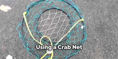 How To Hook Crabs For Bait 11 Simple Steps 2025