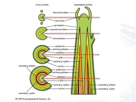 Jaringan Tumbuhan 3 Ppt