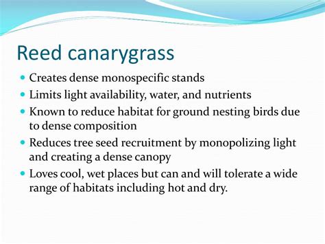 Ppt Impact Of Reed Canarygrass On Lake Functions Powerpoint