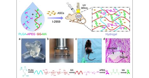 Biodegradable High Strength Hydrogels With Injectable Performance Based On Polyl Glutamic Acid