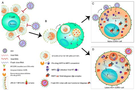 Schematic Diagram Explaining The Dual Action Strategy Of Targeted Download Scientific Diagram