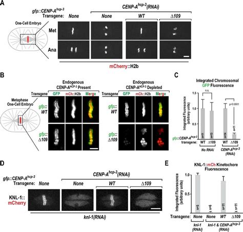 Deletion Of The Predicted α Helical Region Of The Cenp A Hcp 3 N Tail