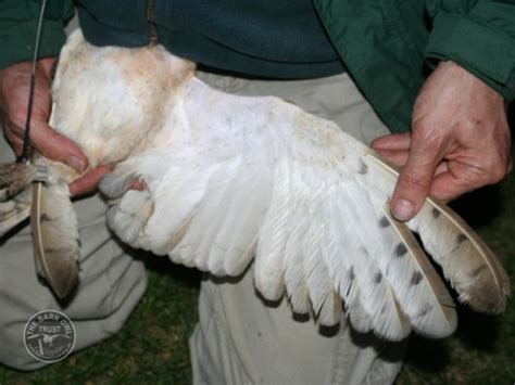 Sexing Barn Owls The Barn Owl Trust