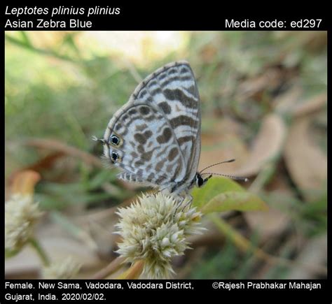 Leptotes Plinius Butterfly