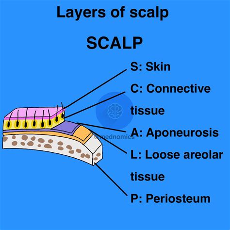 Mnemonic Layers Of Scalp R Anatomy