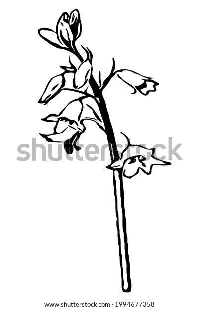Field Flowers Botanical Illustration Flower Drawing Stock Vector Royalty Free