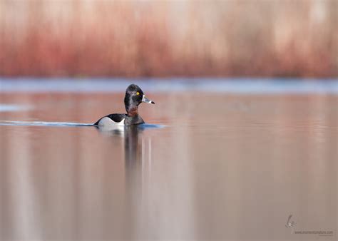 Ring Necked Duck Birdwatching