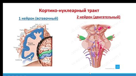 Эфферентная иннервация - YouTube