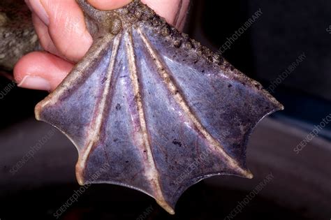 Surinam Toad Stock Image C003 8274 Science Photo Library