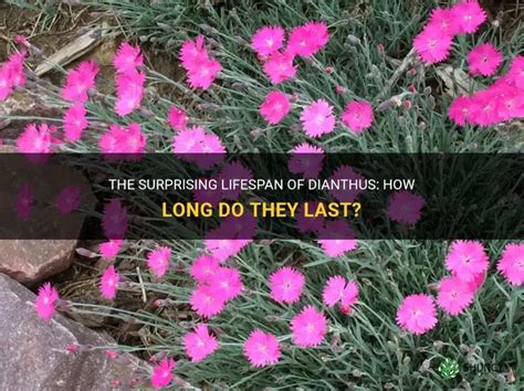 The Surprising Lifespan Of Dianthus How Long Do They Last Shuncy