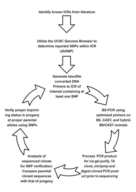 Workflow For Snp Verification Within Icrs Known Icrs Were First Pulled Download Scientific