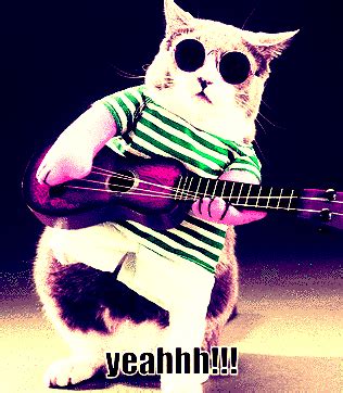 S Gatos Músicos Guitarra Piano Rock Blog De Imágenes