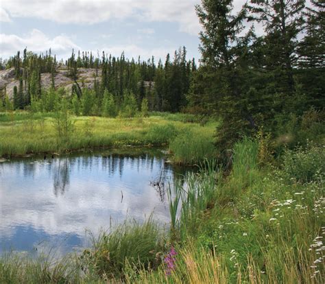 Largest Forest Canada