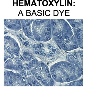 Histology Week 1 Methods And Techniques Cytoplasm And Nucleus Flashcards Quizlet