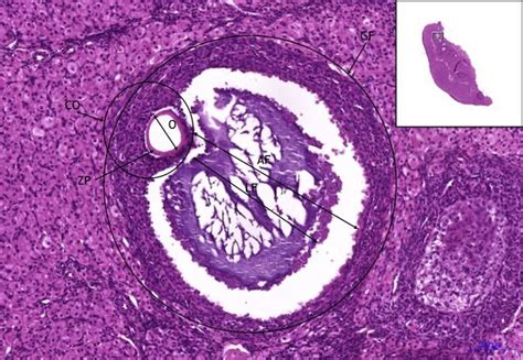 Rabbit Ovary He Wikilectures