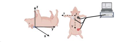 Schematic Of The Sensor Placement For The Synchronous Acquisition Of Download Scientific