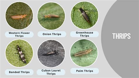 40 Common Types Of Insects Species Identification And Picture