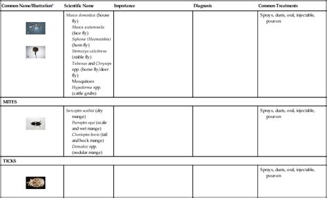 Common Bovine Diseases Veterian Key