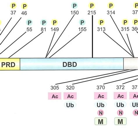 Domain Structure Of P53 A Tumor Suppressor Protein Tad Transcription Download Scientific