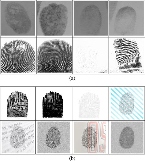 A Sample Examples Of Real Fingerprints From The Iiitd Molf Download Scientific Diagram