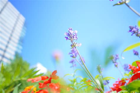 Sony E 15mm F1 4 Gレビュー｜広角レンズで夏の終わりと秋の始まりを撮る In 札幌 Shasha