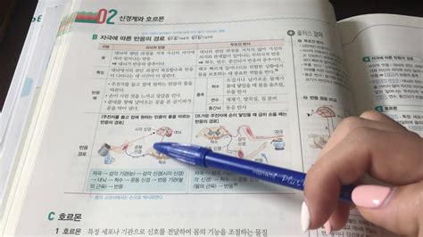 중3 8자극에 따른 반응의 경로 Youtube