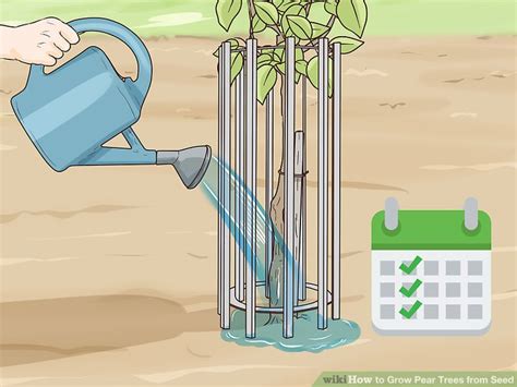 How To Grow Pear Trees From Seed With Pictures WikiHow