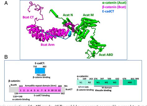 Figure 1 From Activated Nanoscale Actin Binding Domain Motion In The