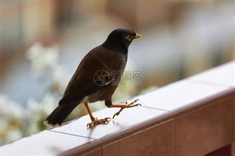 一只黑鸟高清图片下载 正版图片504354897 摄图网
