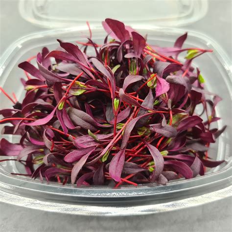 Beetroot Microherb Ty Isa Farm