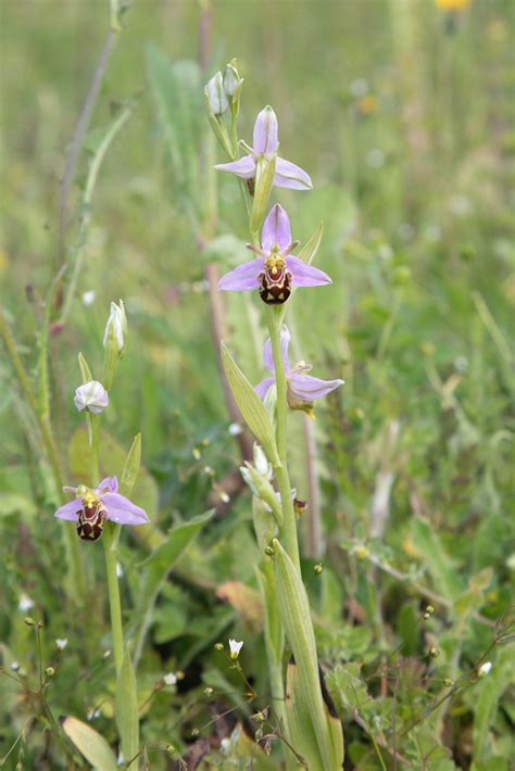Enewsletters Chilterns National Landscape