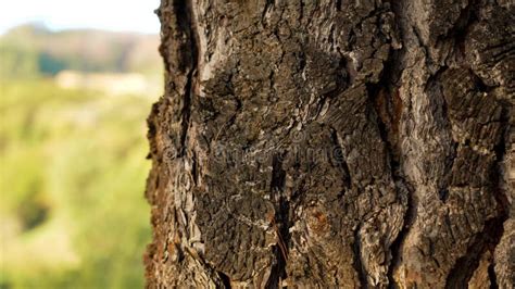 Natural Pattern Of Old Tree Bark In The Forest Stock Video Video Of Natural Tree 262587107