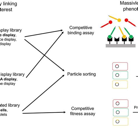 mutant library types and massively parallel sequencing‐resolved assays