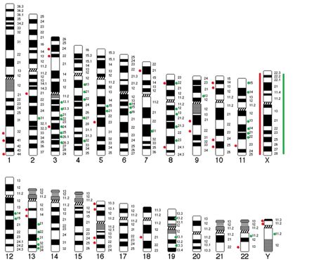 Detailed Illustration Of Detected Copy Number Variations Mapping To