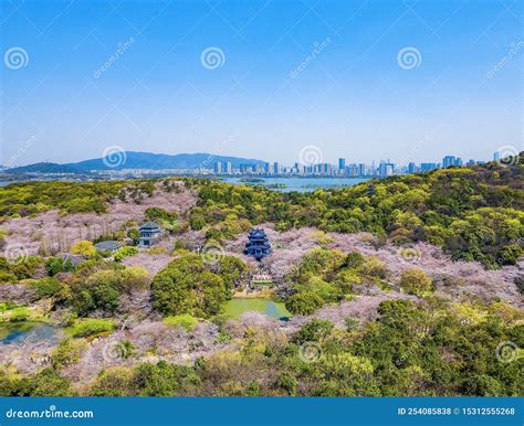 Aerial Photography Of Yuantouzhu Scenic Spot With Cherry Blossoms