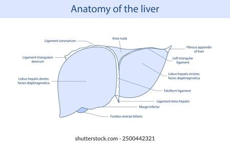 Liver Anatomy Diagram Labels Hand Drawn Stock Vector Royalty Free