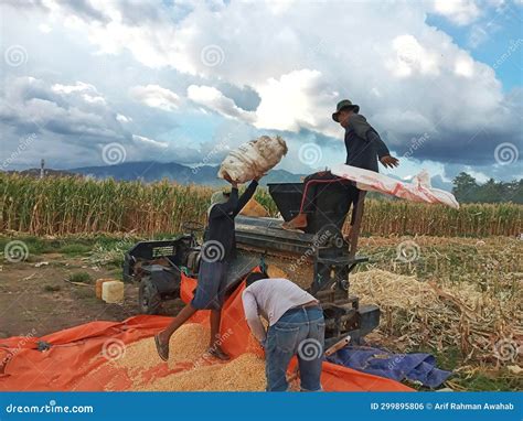indonesian workers and farmers during the process of milling corn in