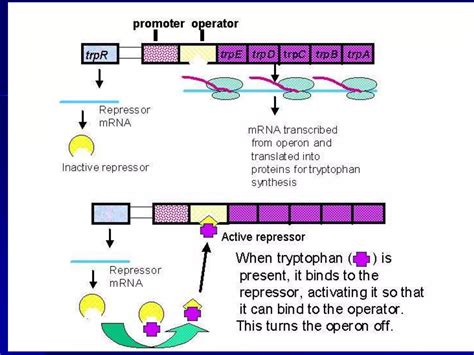 Gene Expression In Prokaryotes Pptx