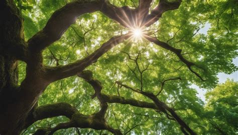 10 Tips For Tree Health Assessment And Care TKL Birmingham Gardener