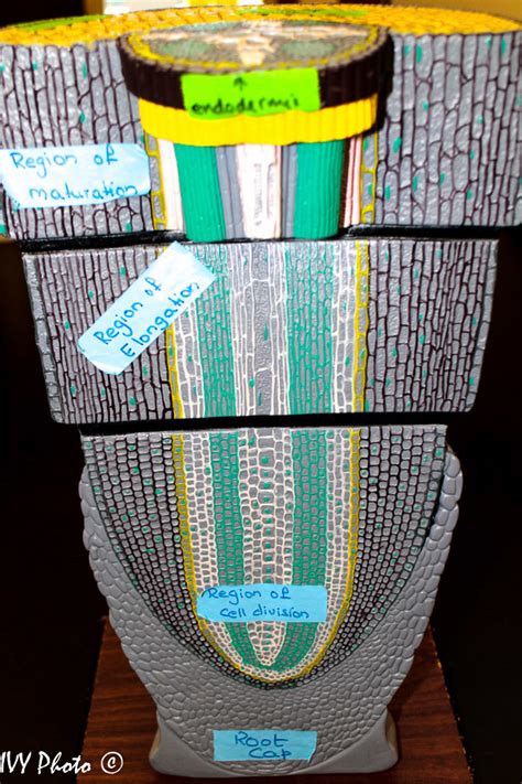 Root Tip Diagram Quizlet