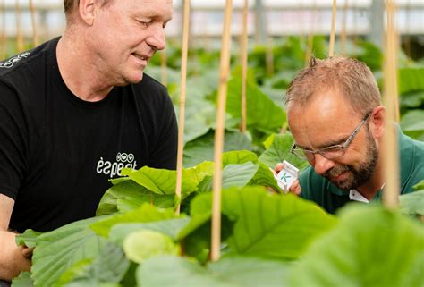 Övervakning Av Grödor Och Scouting Koppert Sverige