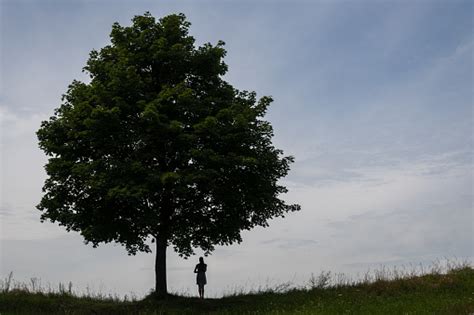 멀리있는 소녀의 실루엣은 아름답고 무성한 어두운 나무 아래에 서서 하늘을 똑바로 바라 봅니다 경관에 대한 스톡 사진 및 기타 이미지 Istock