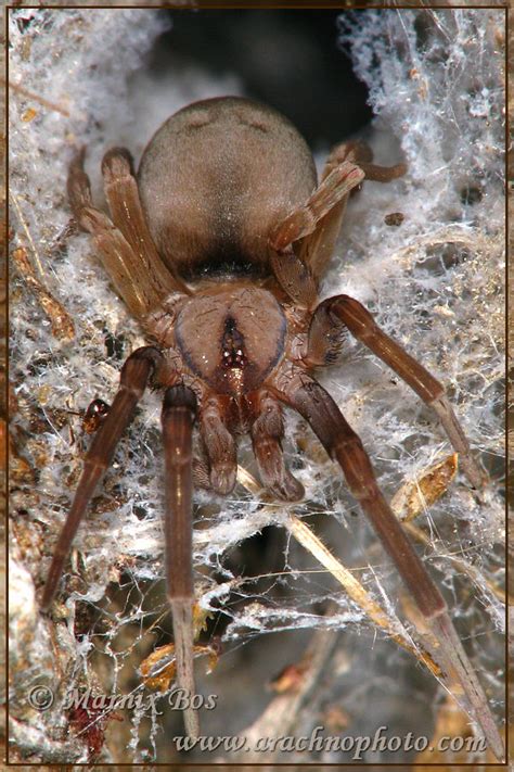 Filistatidae Crevice Weavers Arachnophoto