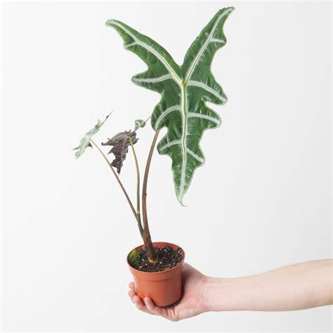 Alocasia Sanderiana Var Nobilis Plants
