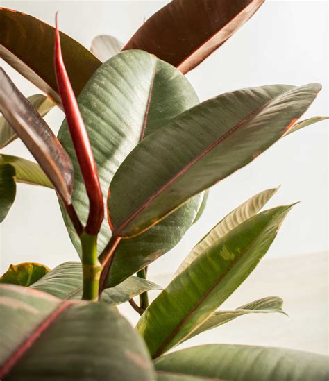 Large Ruby Ficus Easyplant