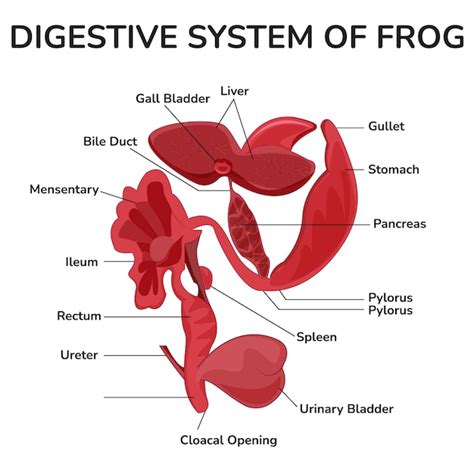Sistema Digestivo De Rana Vector Premium
