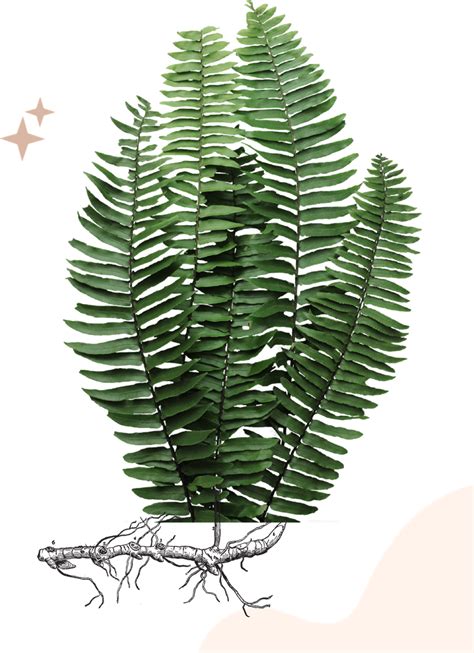 Біологія 7 клас НУШ Практична робота Порівняння будови різних представників вищих спорових рослин