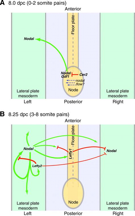 Nodal Signaling Developmental Roles And Regulation Development The